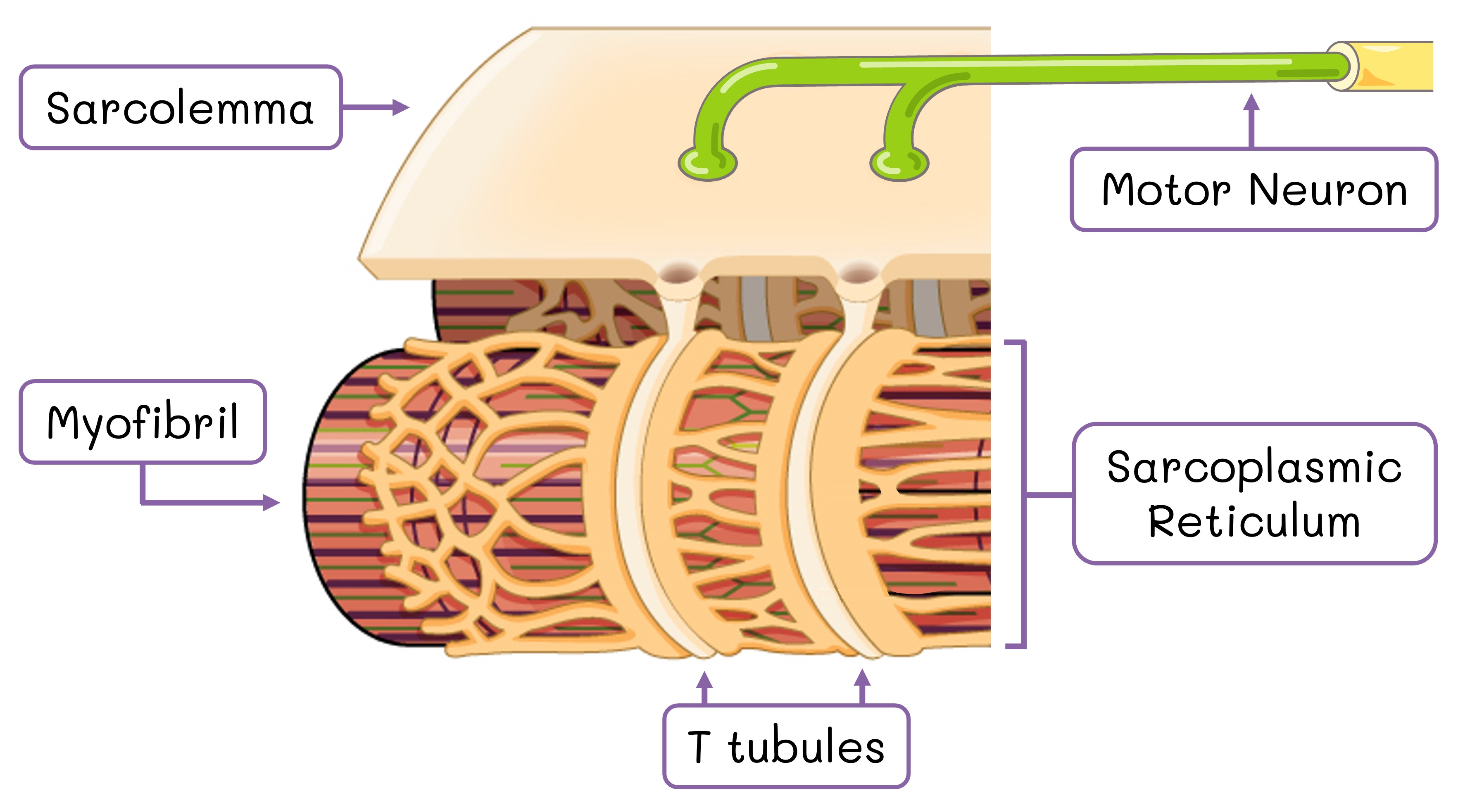 Muscle Contraction 5710